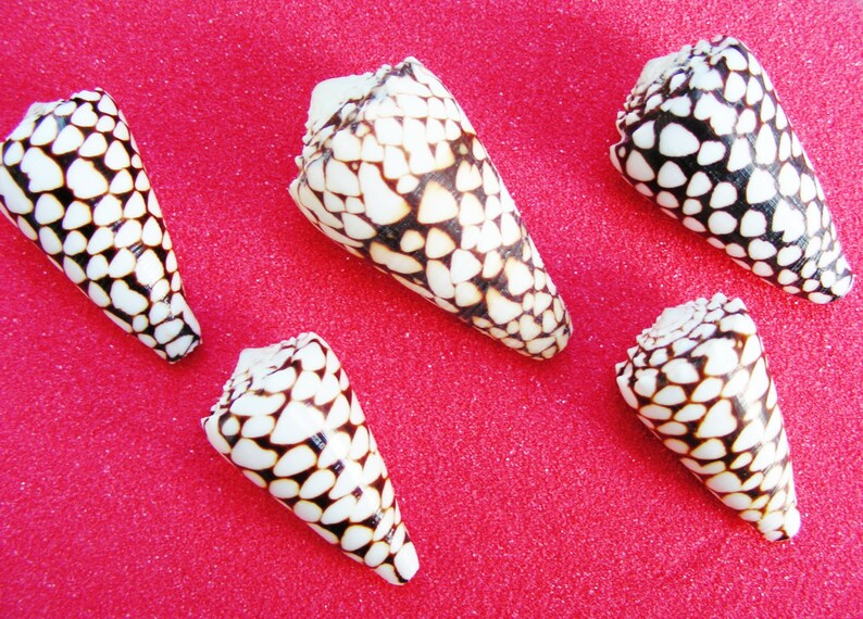 Conus Marmoreus Shell 1 piece Sea Shells Cone Shell | Etsy
