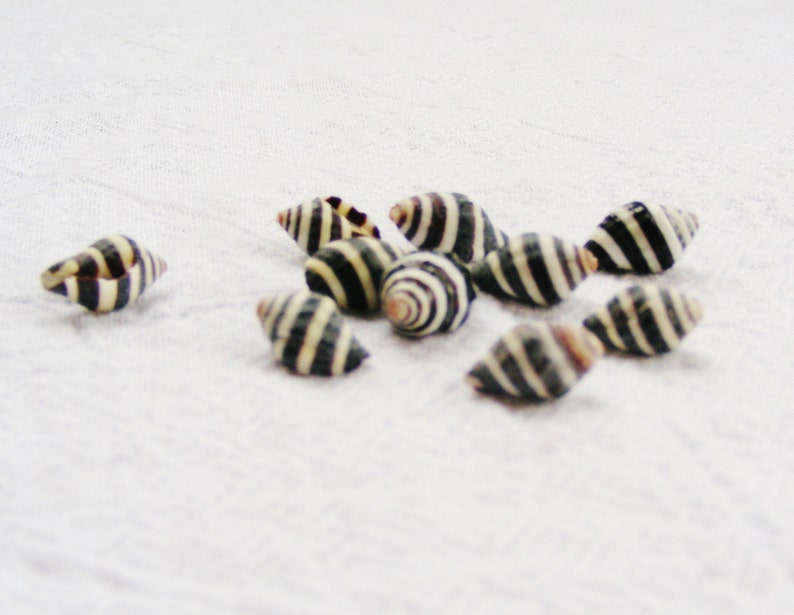 Bumble Bee Sea Shell .50 to .75 2 pieces | Etsy