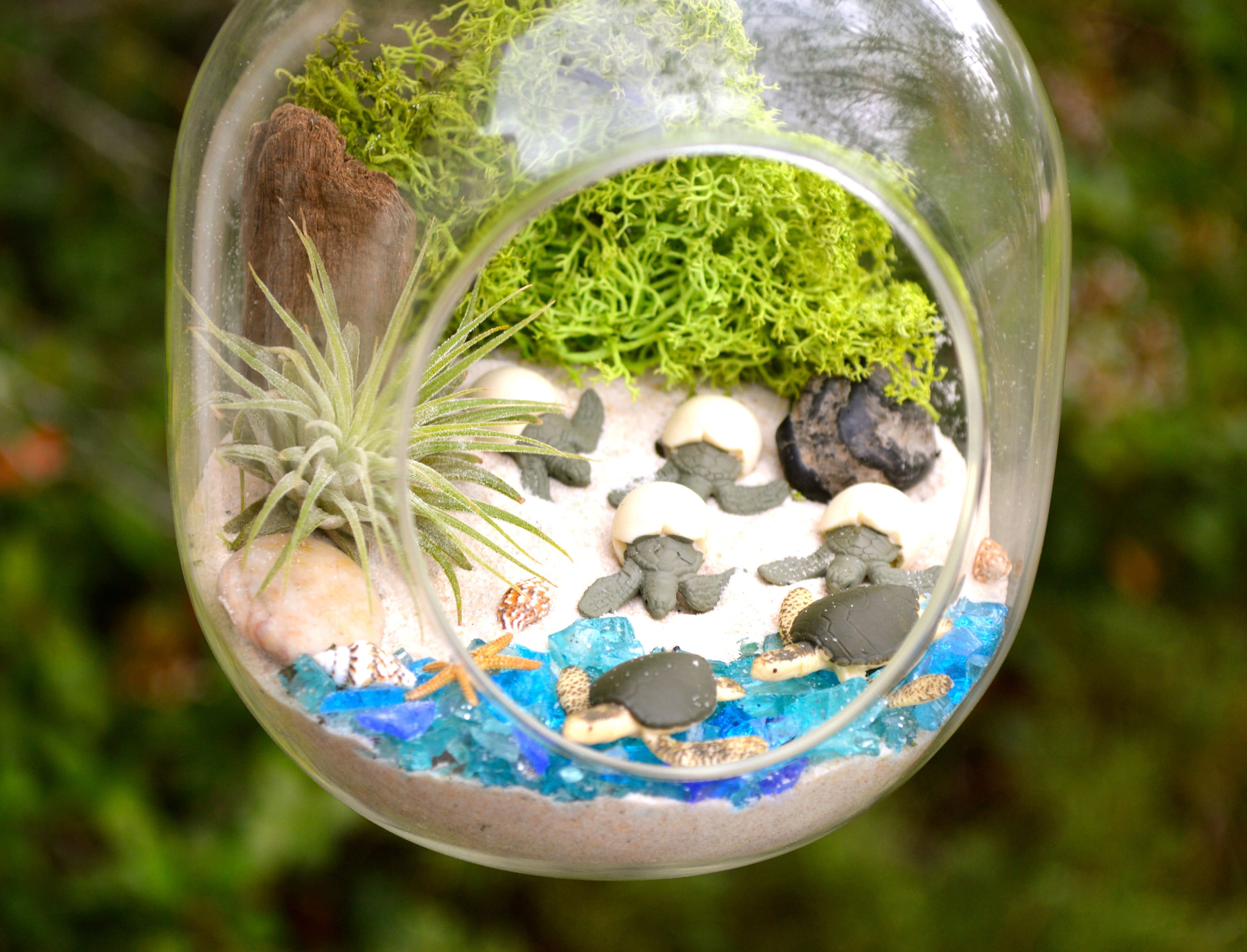Sea Turtle Beach Terrarium Kit Small Bullet Shaped Air Plant | Etsy