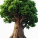 A Highly Detailed Watercolor Tree Clipart, Green Tree Illustration (PNG ...