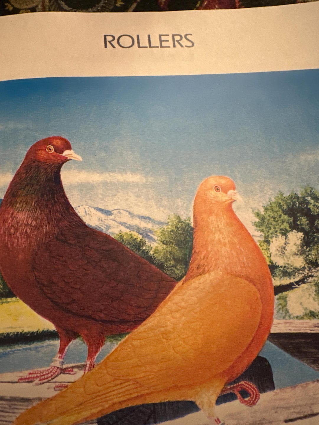 Vintage Pigeon Breeding Book, So, You Want to Raise Rollers! William ...