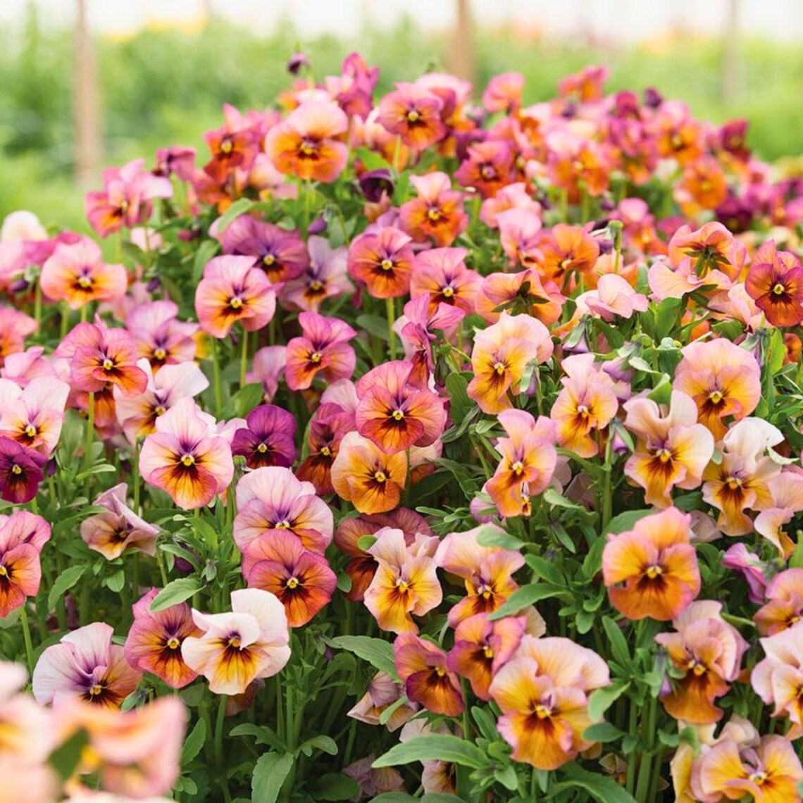 200 Nature Antique Shades Pansy Seeds for Garden Planting Viola Flower ...