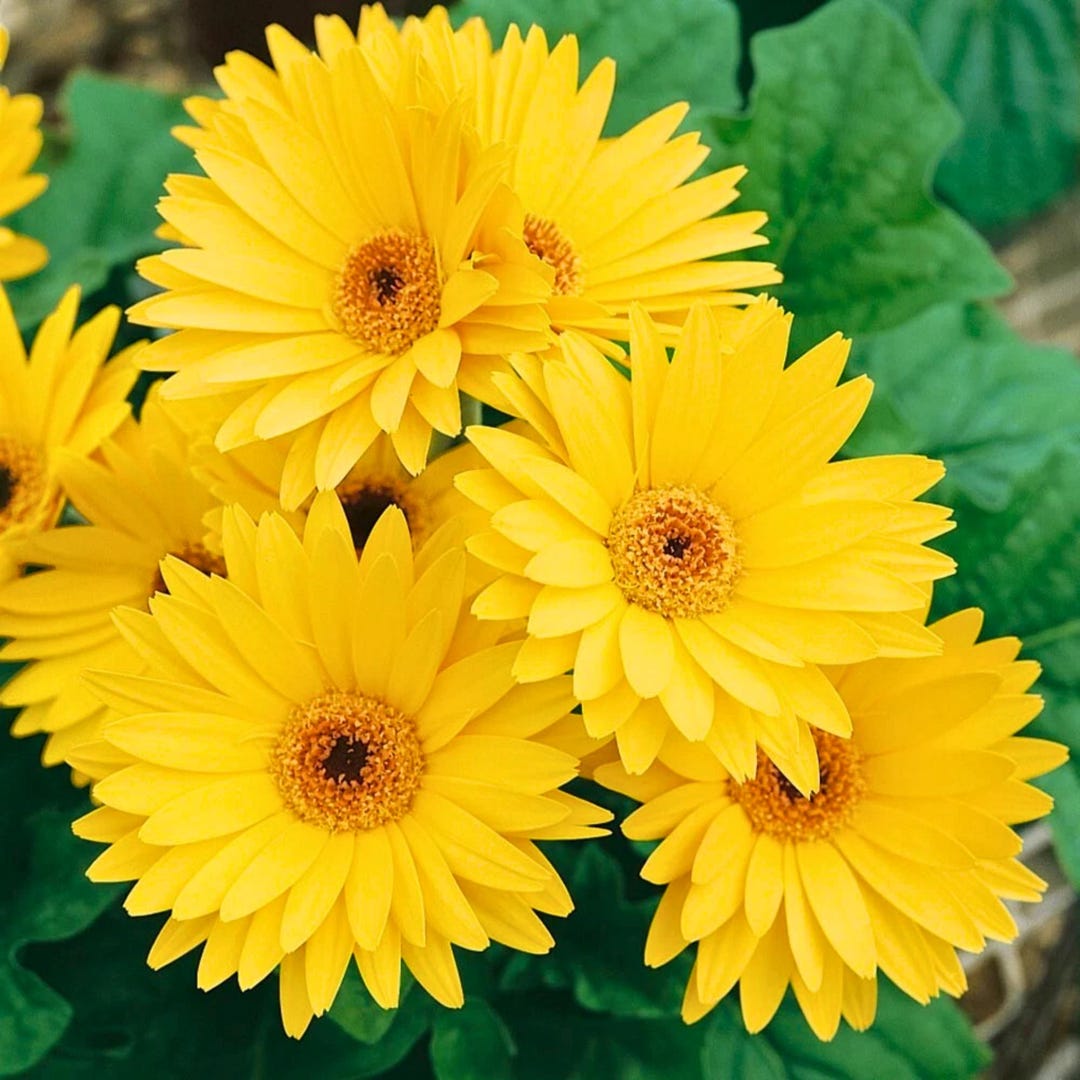 200 gelbe Gerbera-Gänseblümchen-Samen für den Garten, der Gerbera ...