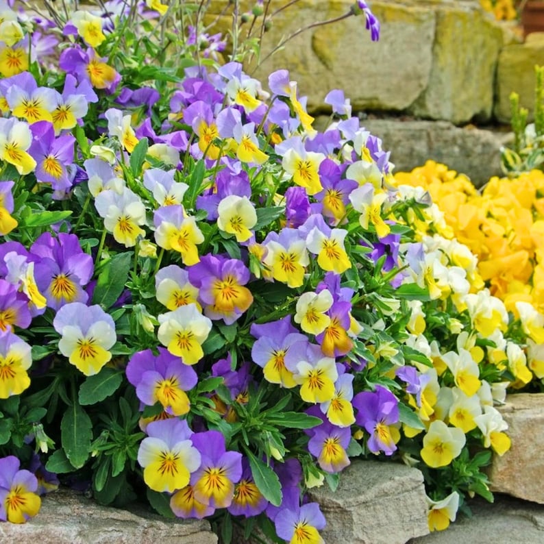 100 Wave Morpho Pansy Seeds - Violet-blue Trailing Viola - Etsy