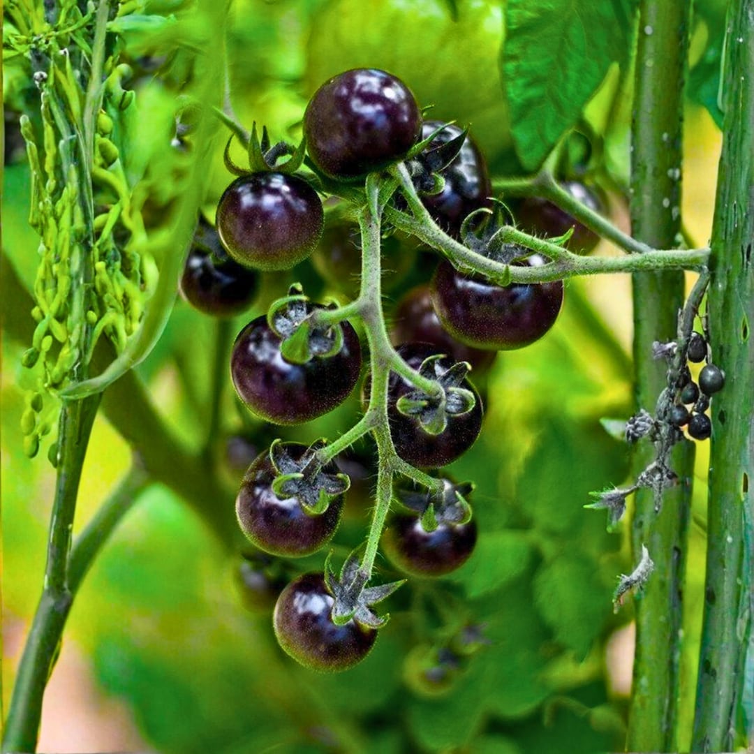 100 European Black Cherry Tomato Seeds Heirloom Non GMO Dark Sweet ...
