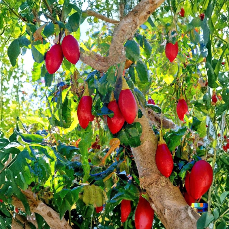 20 Tamarillo Seeds Tomato Tree for Planting Cyphomandra Betacea Exotic ...