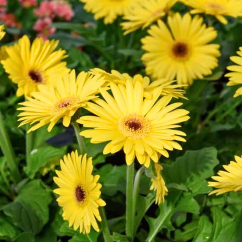 200 gelbe Gerbera-Gänseblümchen-Samen für den Garten, der Gerbera ...