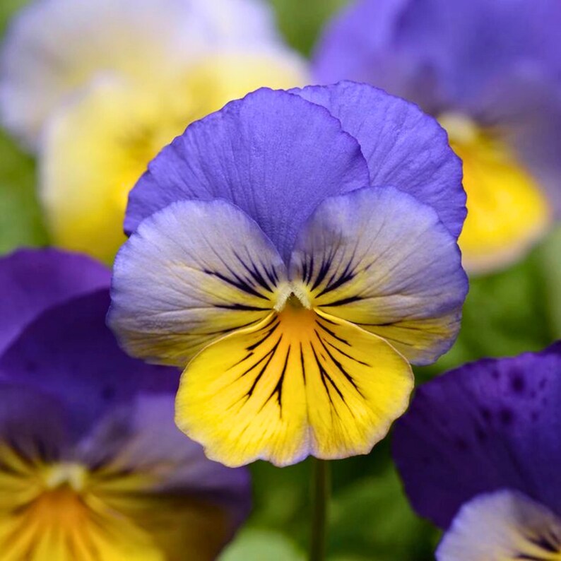 100 Wave Morpho Pansy Seeds - Violet-blue Trailing Viola - Etsy