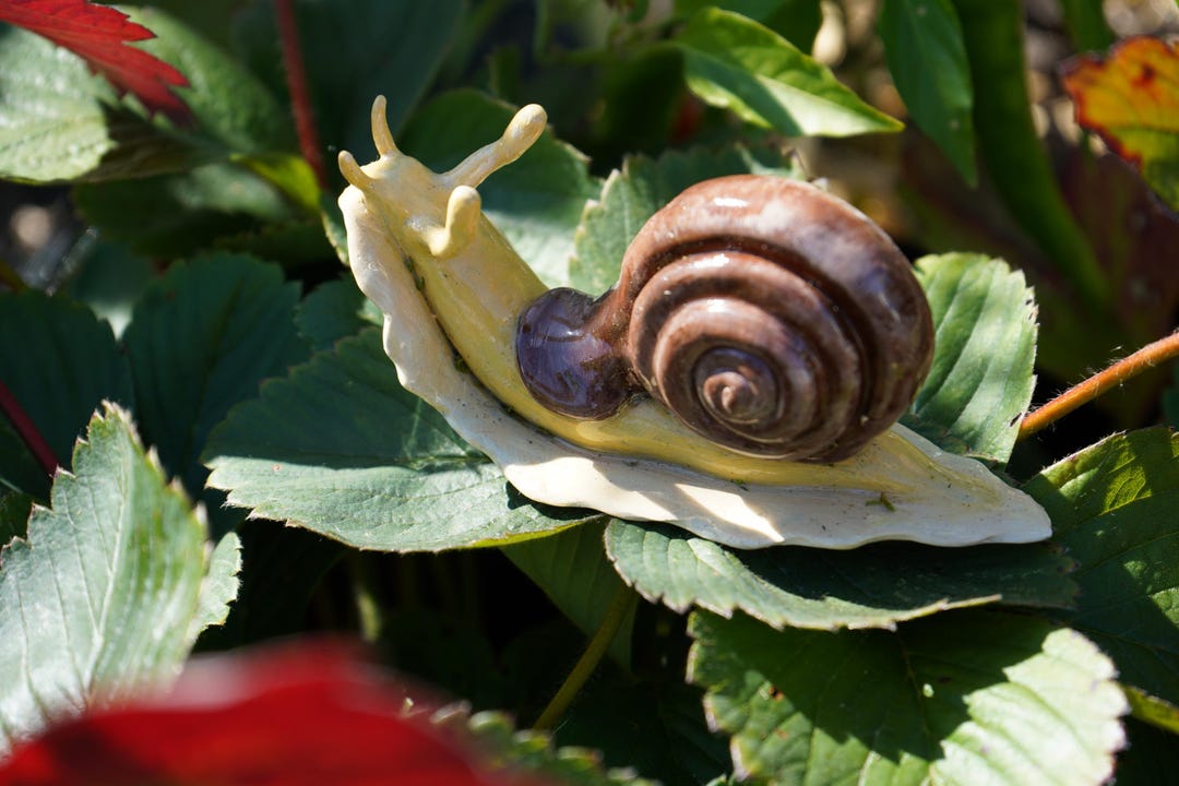 Handmade Snail Magnet: Customizable Shell, Three Sizes - Etsy