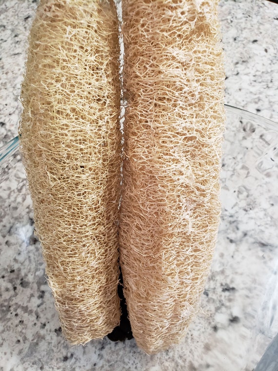 Luffa Seeds 20 per Packet Grow Your Own Luffa Loofah | Etsy