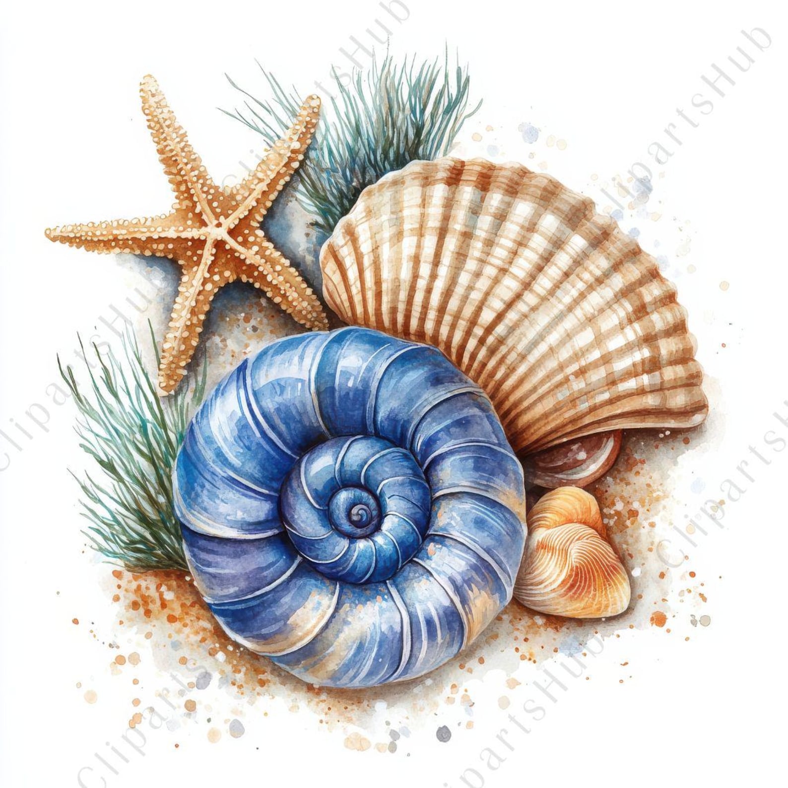 14 Seashell Clipart Bundle, Watercolor Seashell Pack, Beach Ocean ...