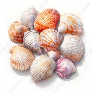 14 Seashell Clipart Bundle, Watercolor Seashell Pack, Beach Ocean ...
