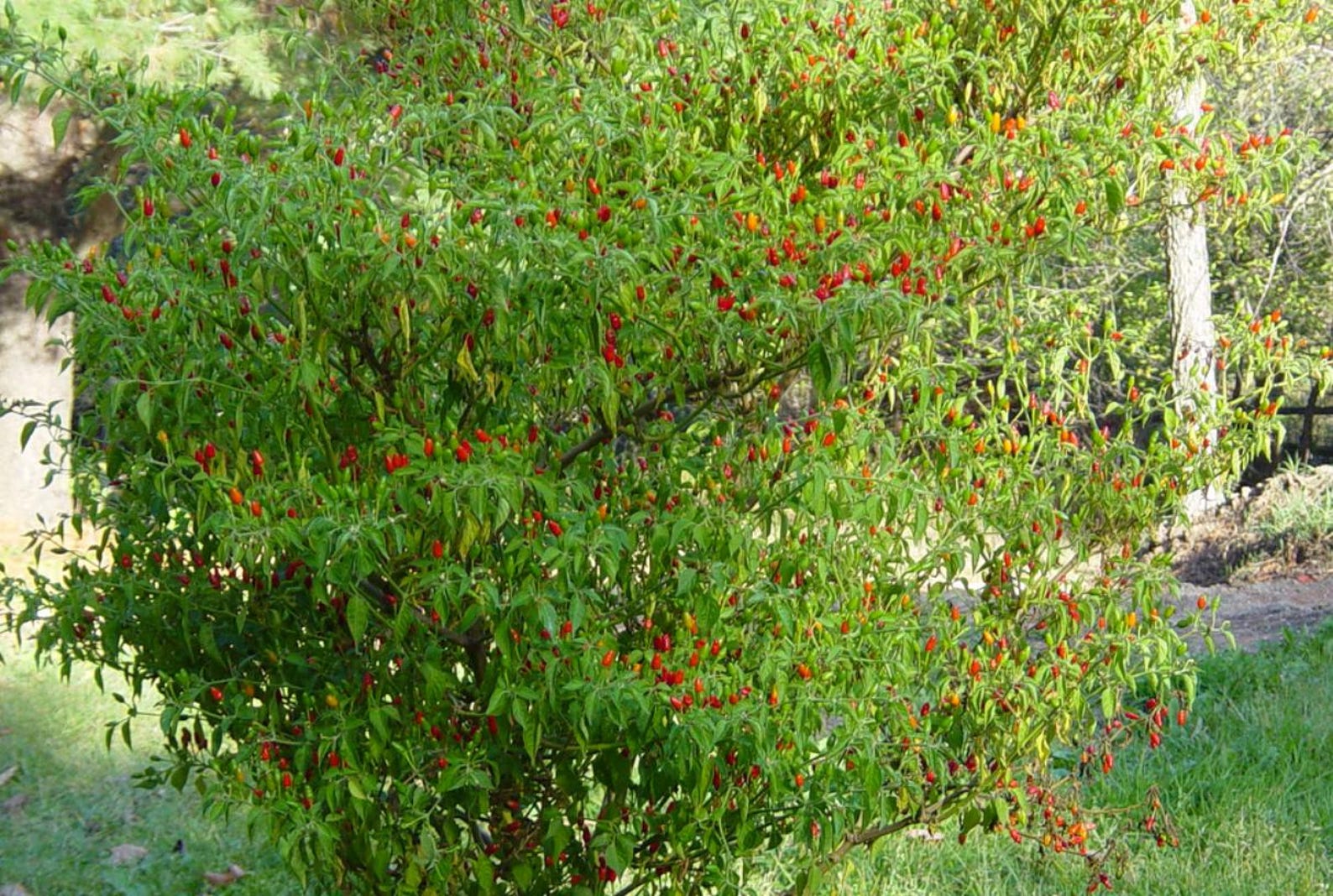 Live Chile Pequin Pepper Plant – 1 Pot (1PCS) – Small Hot Edible Chili ...
