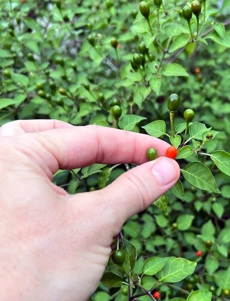 Live Chiltepin Pepper Plant – 1PCS per Pot – Rare Wild Hot Chili ...