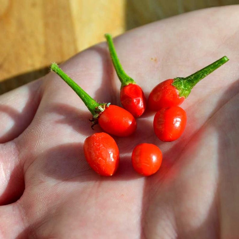 Live Chiltepin Pepper Plant – 1PCS per Pot – Rare Wild Hot Chili ...