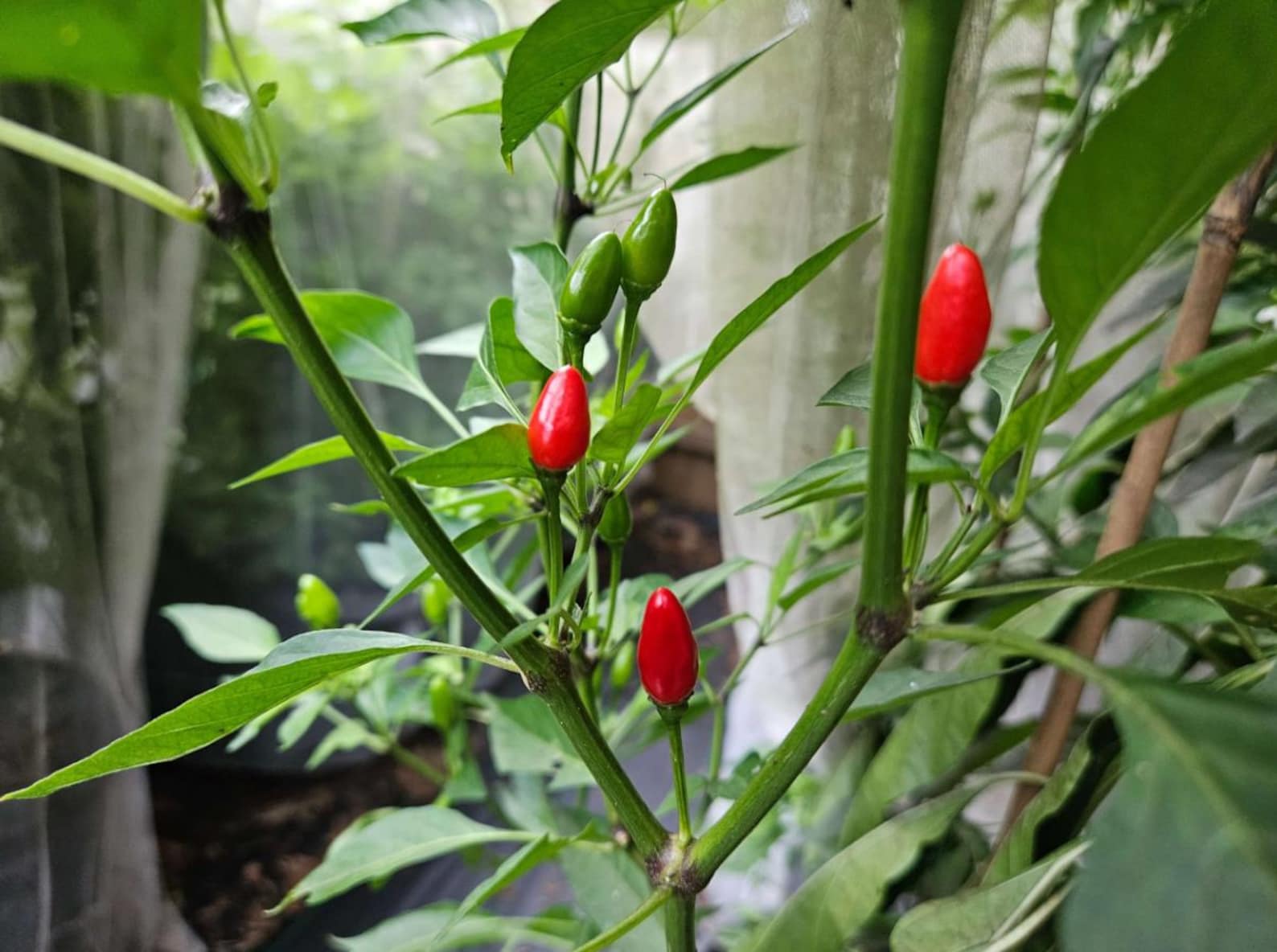 Live Chile Pequin Pepper Plant – 1 Pot (1PCS) – Small Hot Edible Chili ...