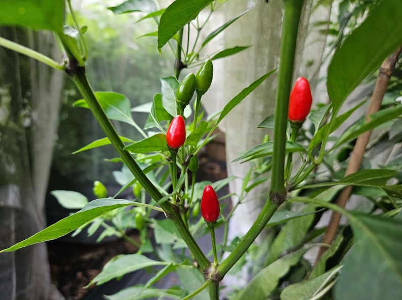 Live Chile Pequin Pepper Plant – 1 Pot (1PCS) – Small Hot Edible Chili ...
