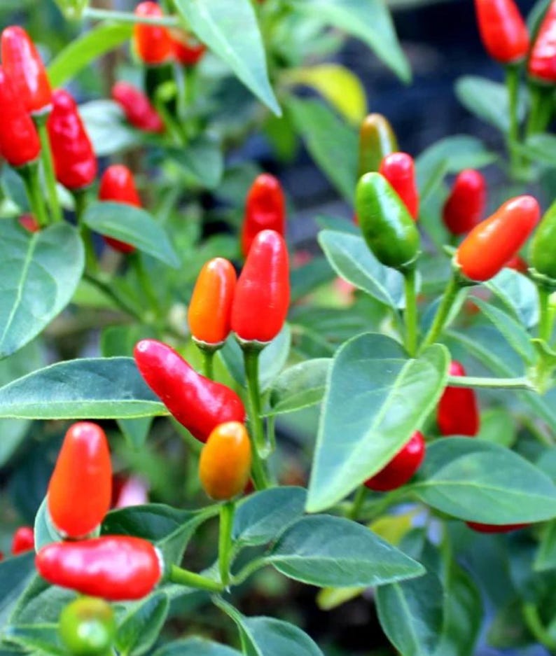 Live Chile Pequin Pepper Plant – 1 Pot (1PCS) – Small Hot Edible Chili ...