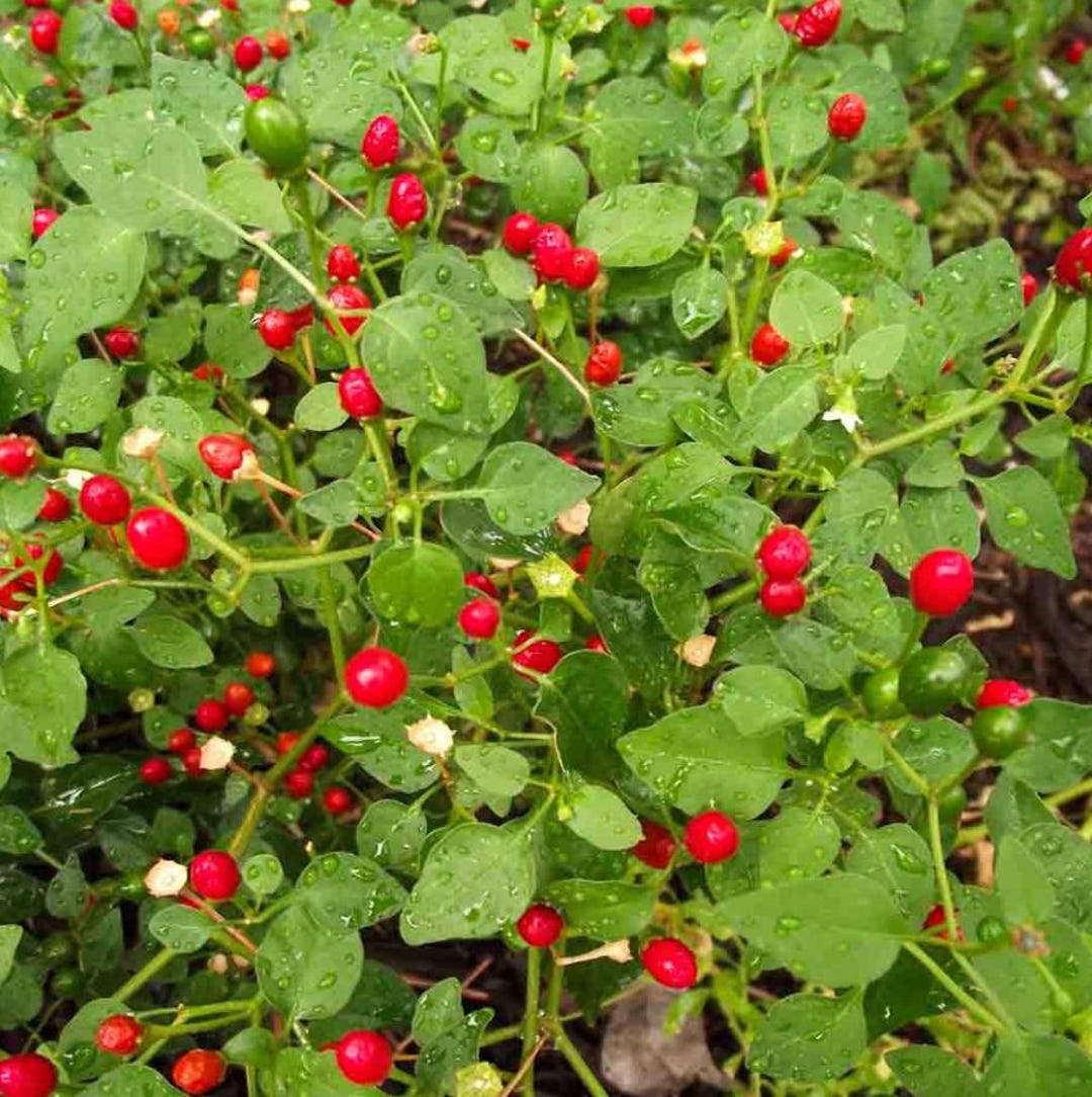 Live Chiltepin Pepper Plant – 1PCS per Pot – Rare Wild Hot Chili ...