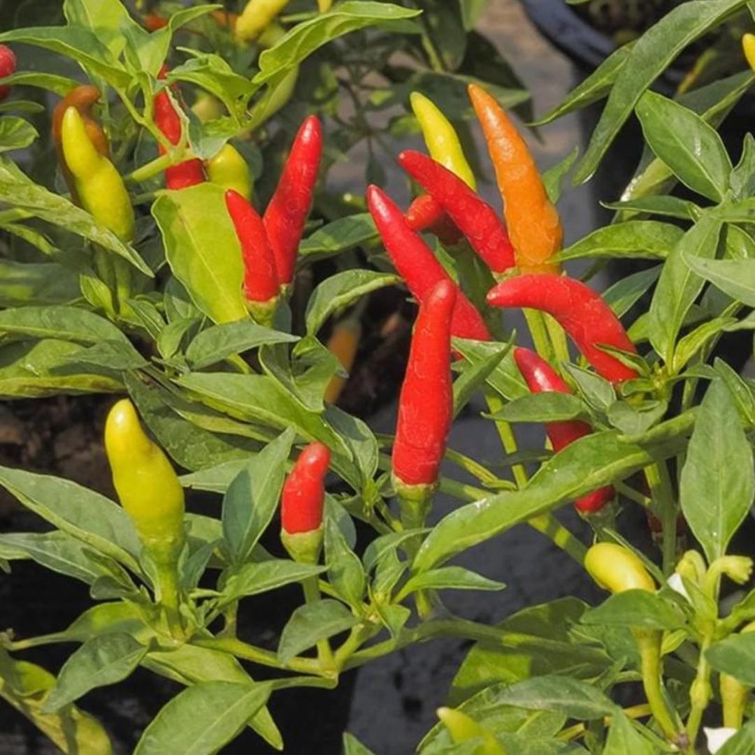 Live Tabasco Pepper Plant – 1 Pot (2 Plants per Pot) – Compact Hot ...