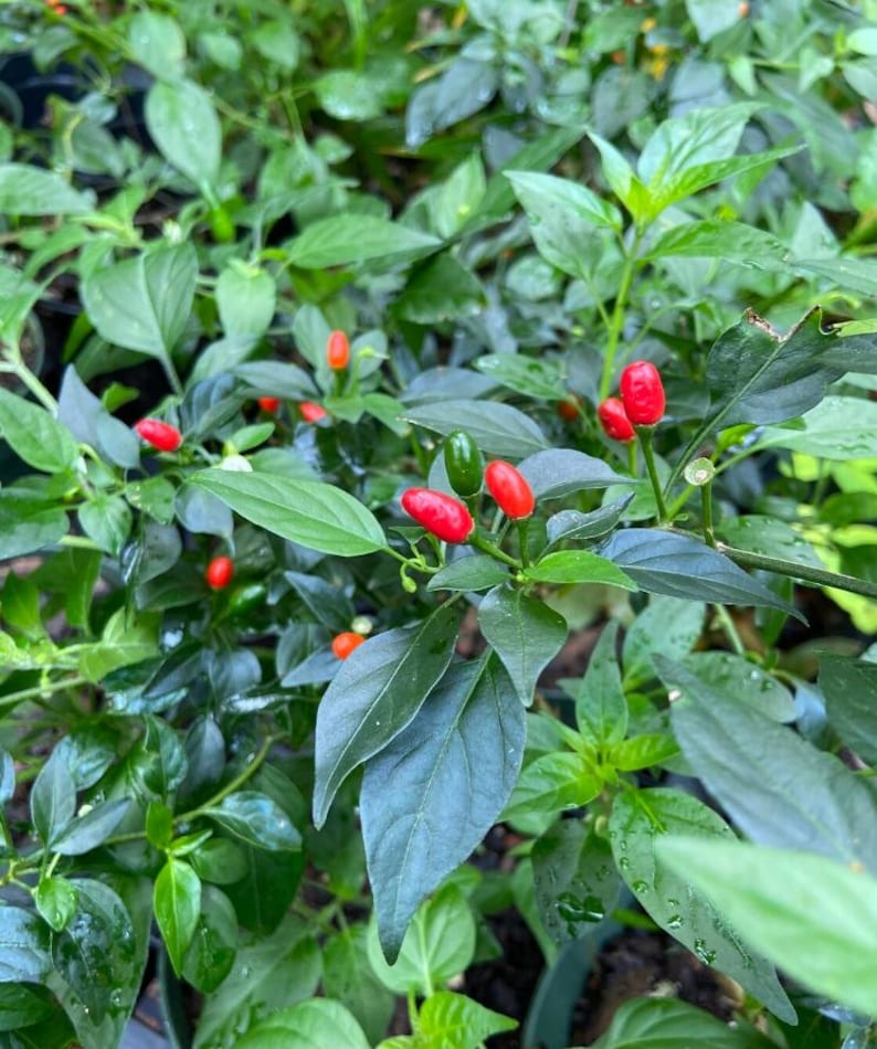 Live Chile Pequin Pepper Plant – 1 Pot (1PCS) – Small Hot Edible Chili ...