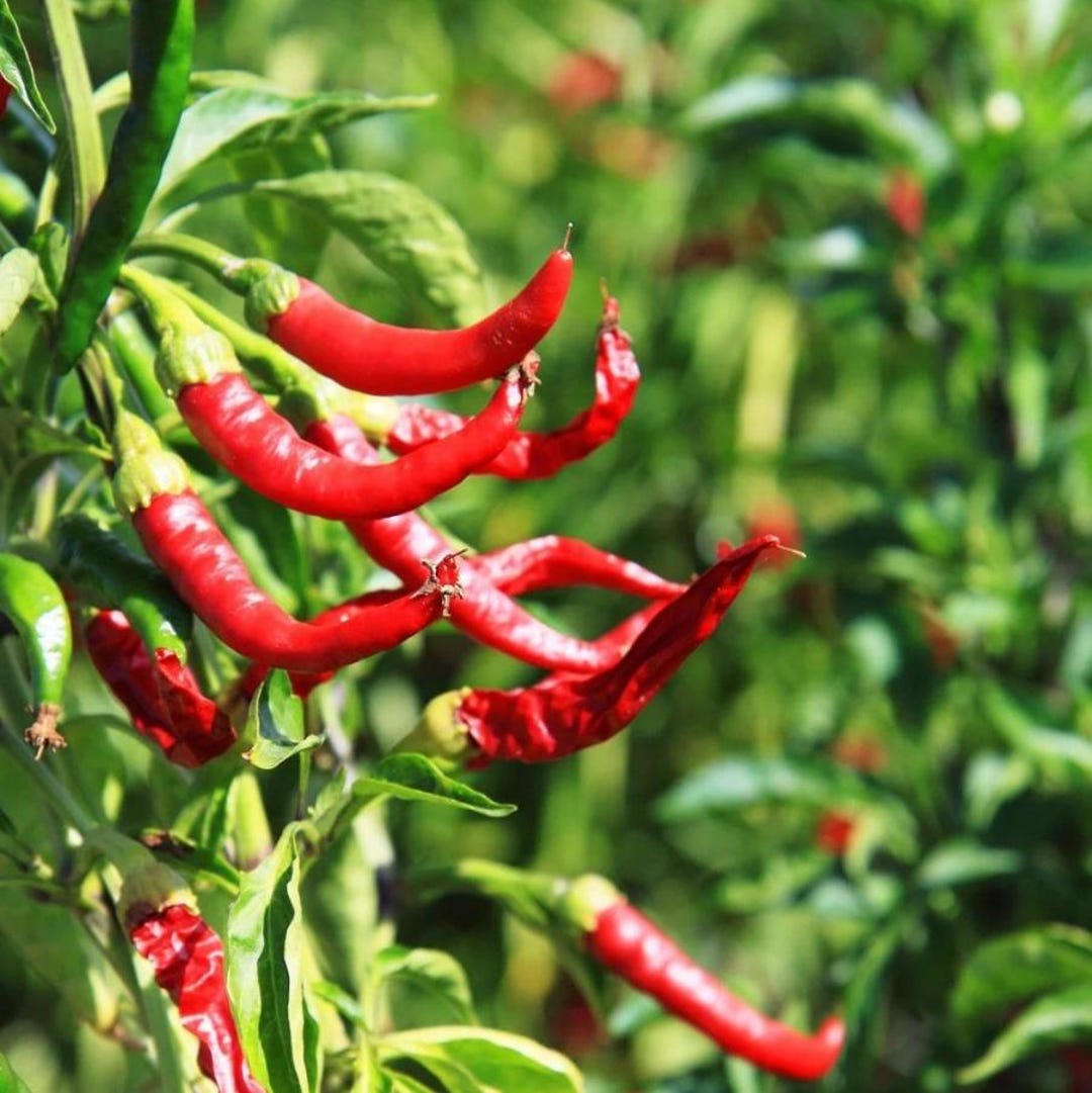 Live Cayenne Hot Pepper Plant – 1 Pot (2PCS) – Classic Spicy Chili ...