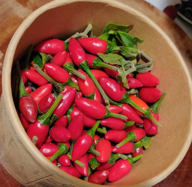 Live Chile Pequin Pepper Plant – 1 Pot (1PCS) – Small Hot Edible Chili ...