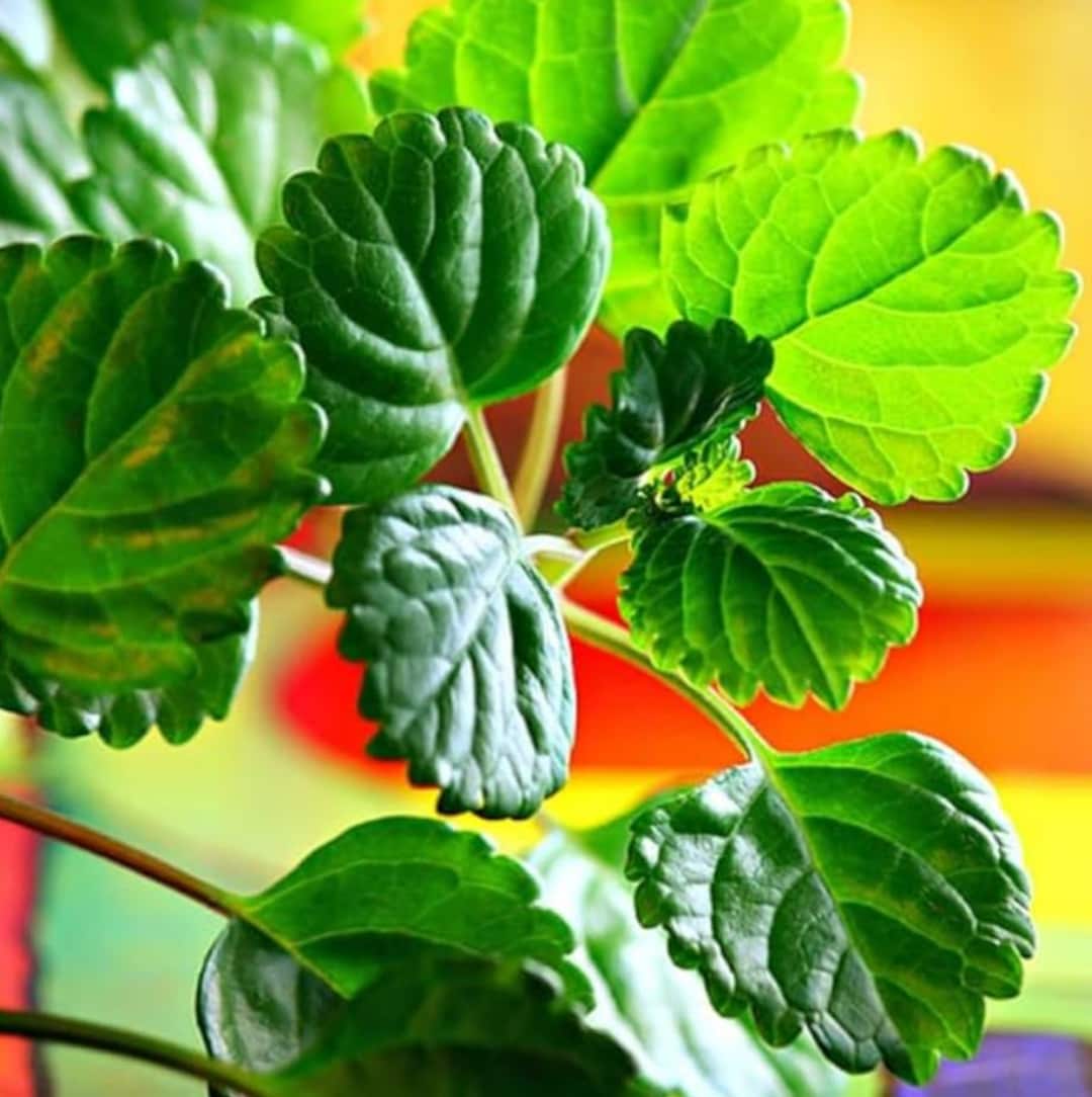 Live Green Swedish Ivy Plant – 1 Pot (2PCS) – Hardy Trailing Houseplant ...