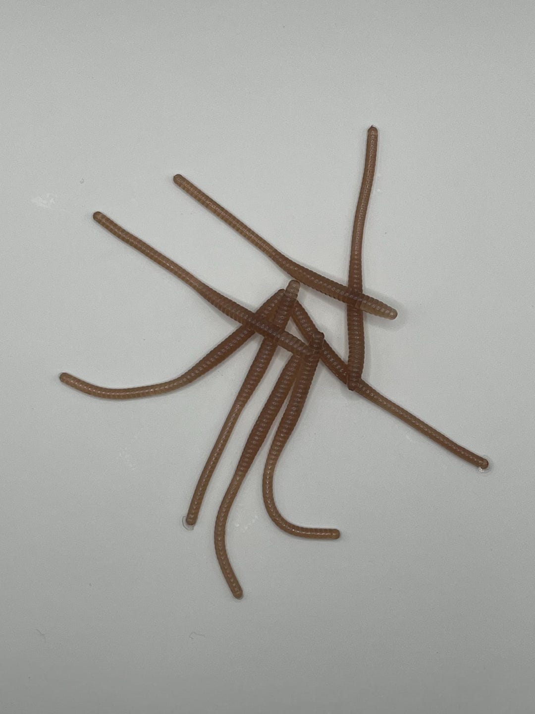 2.5” “earthworm” Trout Worm, Soft Plastic, 20 Pack, Trout, Panfish, and ...