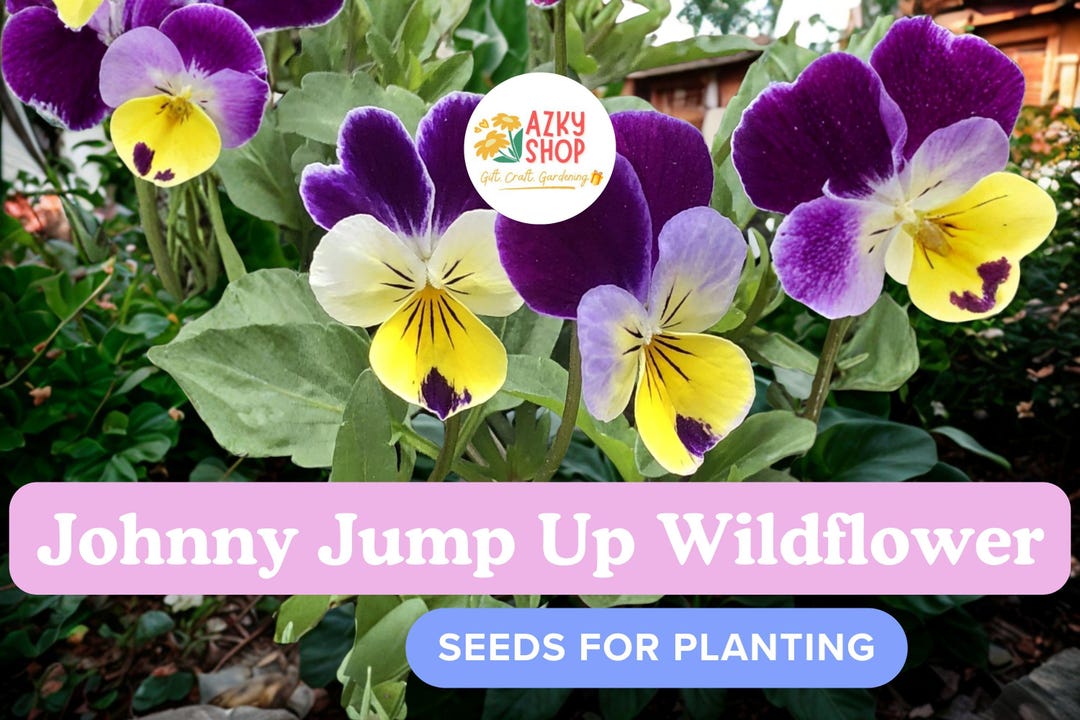 Johnny Jump up Pansy Seeds – 1,000 Multicolor Viola Seeds, Perennial ...
