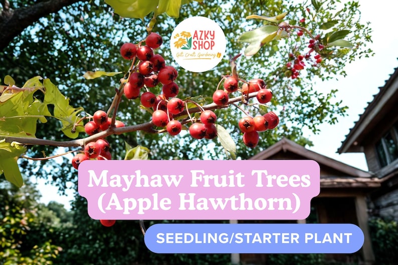 2 Live Mayhaw Fruit Trees | Heirloom Apple Hawthorn Seedlings 6" | Red ...