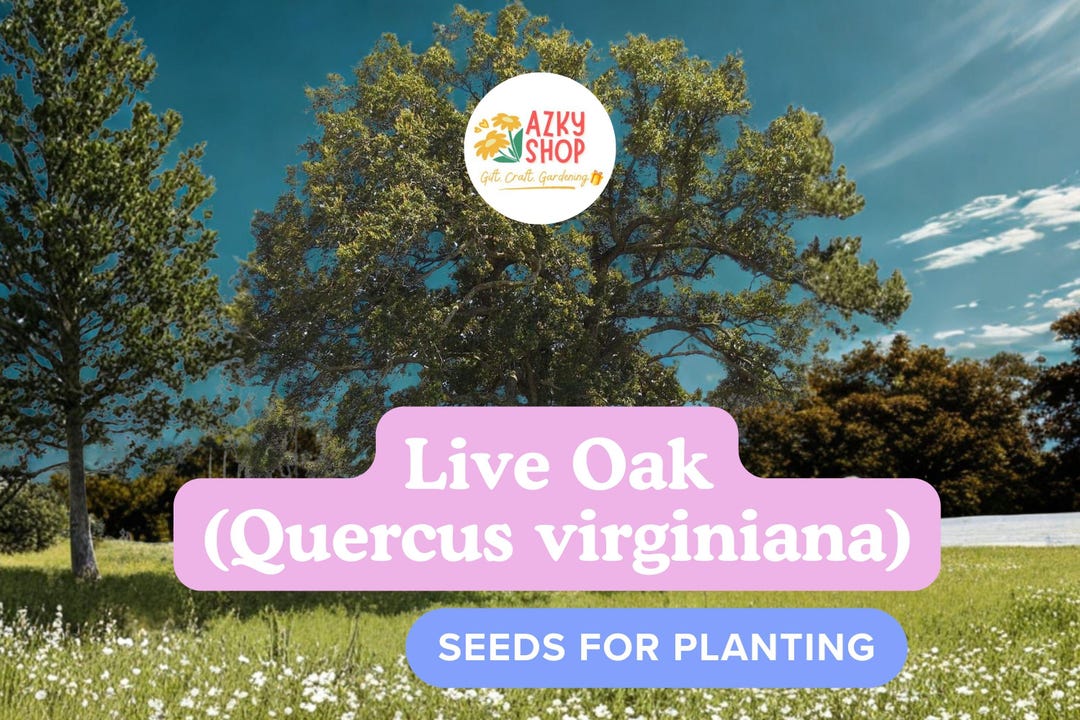 5 Fresh Oak Seeds for Planting – Quercus Virginiana, Large Hardy Tree ...
