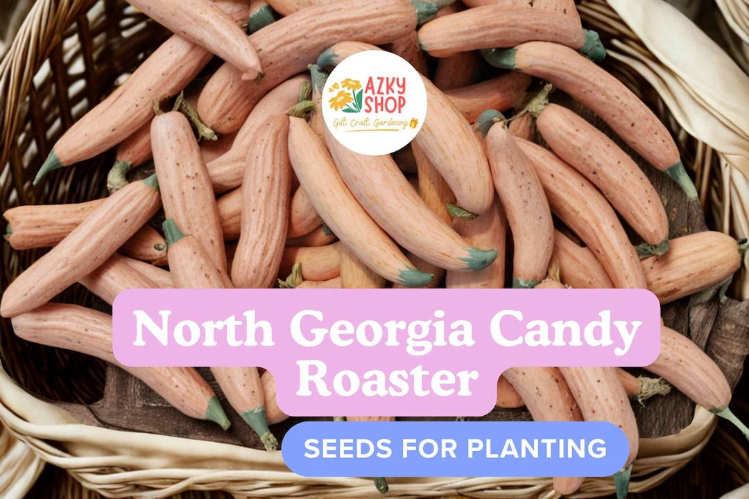10 North Georgia Candy Roaster Seeds for Planting – Non-gmo ...