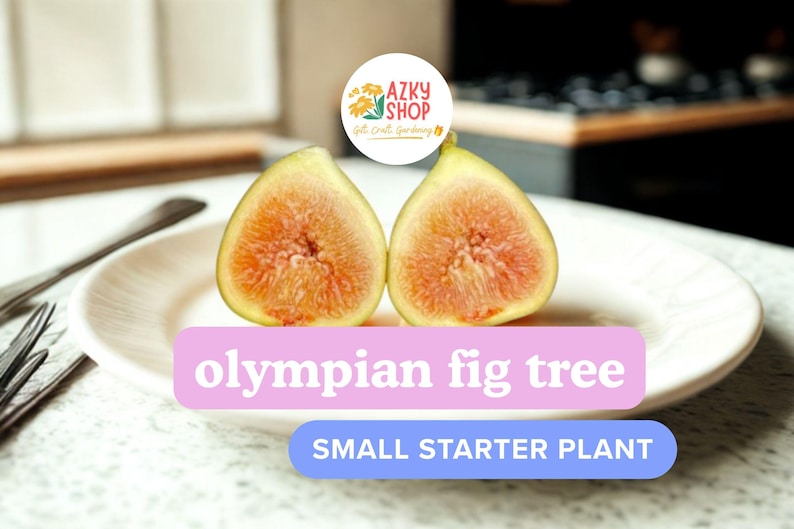 Olympian Fig Tree Live Plant – 1 Bare Root Ficus Carica Starter, Sweet ...