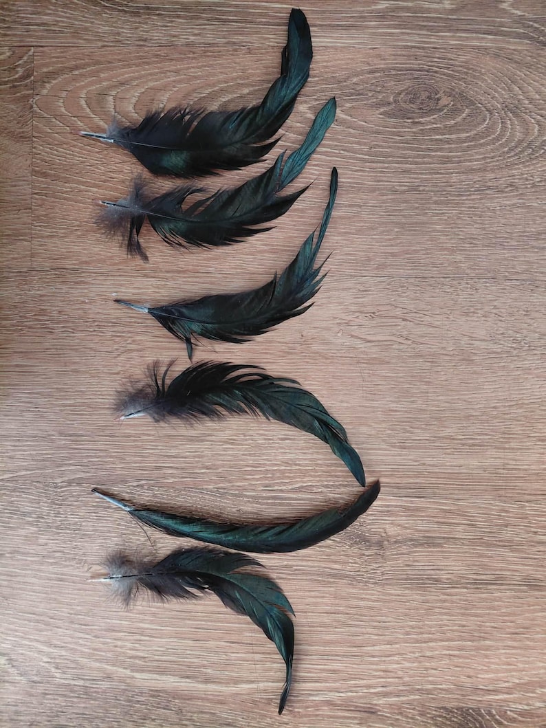 10-12" Rooster Tail Feathers/ Pack of 6 - Etsy