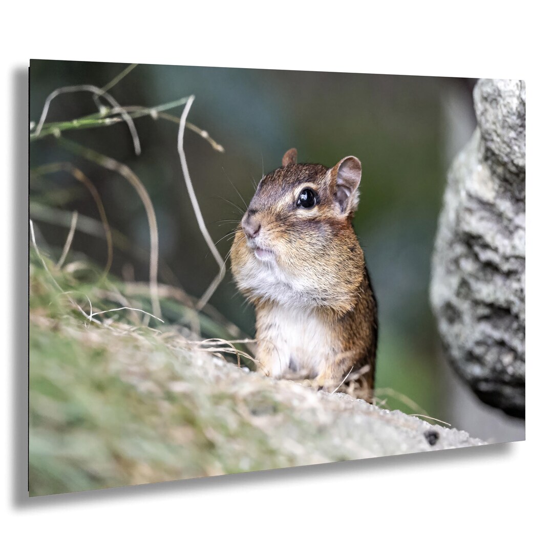 Chipmunk Wildlife Photo Print Grandfather Mountain North Carolina ...