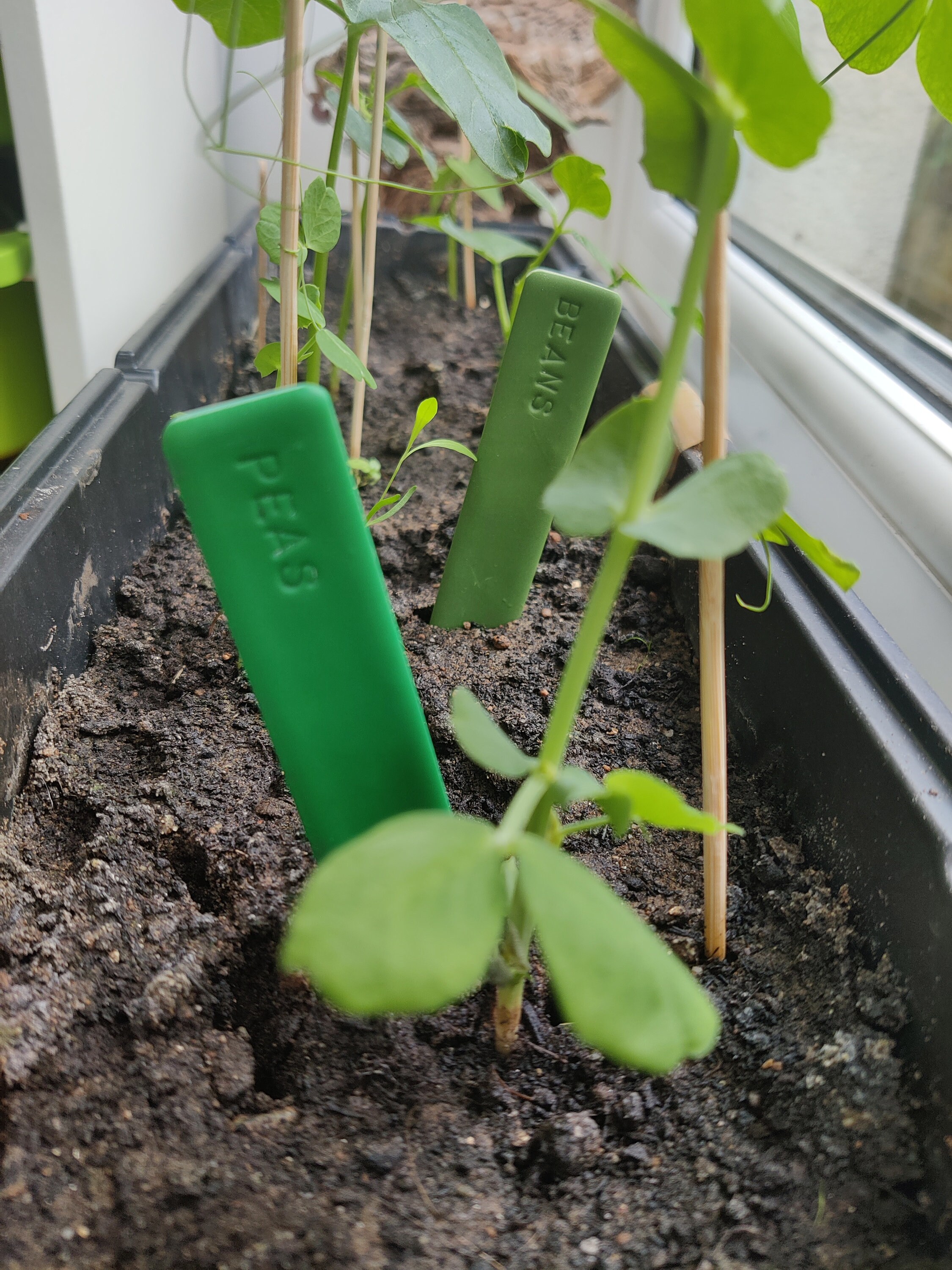 Vegetable Seedling Plant Tags Labels, Set of 4 - Etsy