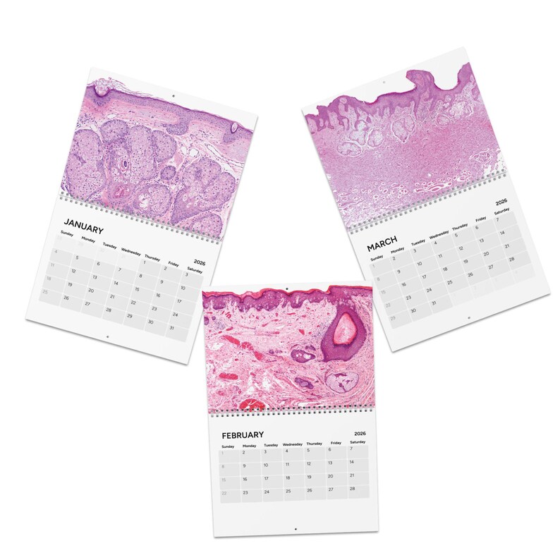 Dermatology Wall Calendar 2026, Pathology Stain Histology Lab Gift - Etsy
