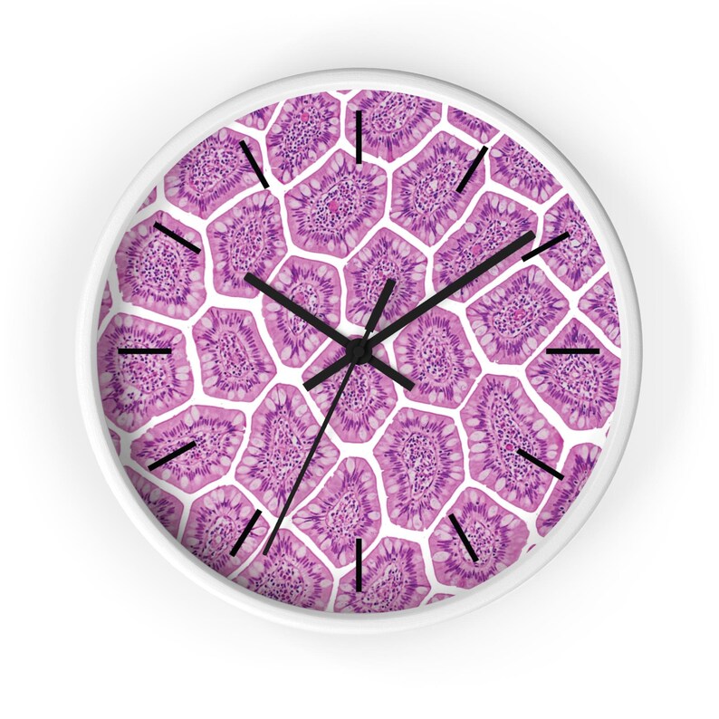 Histology Wall Clock, Pathology Stain Small Intestine Anatomy Medical ...