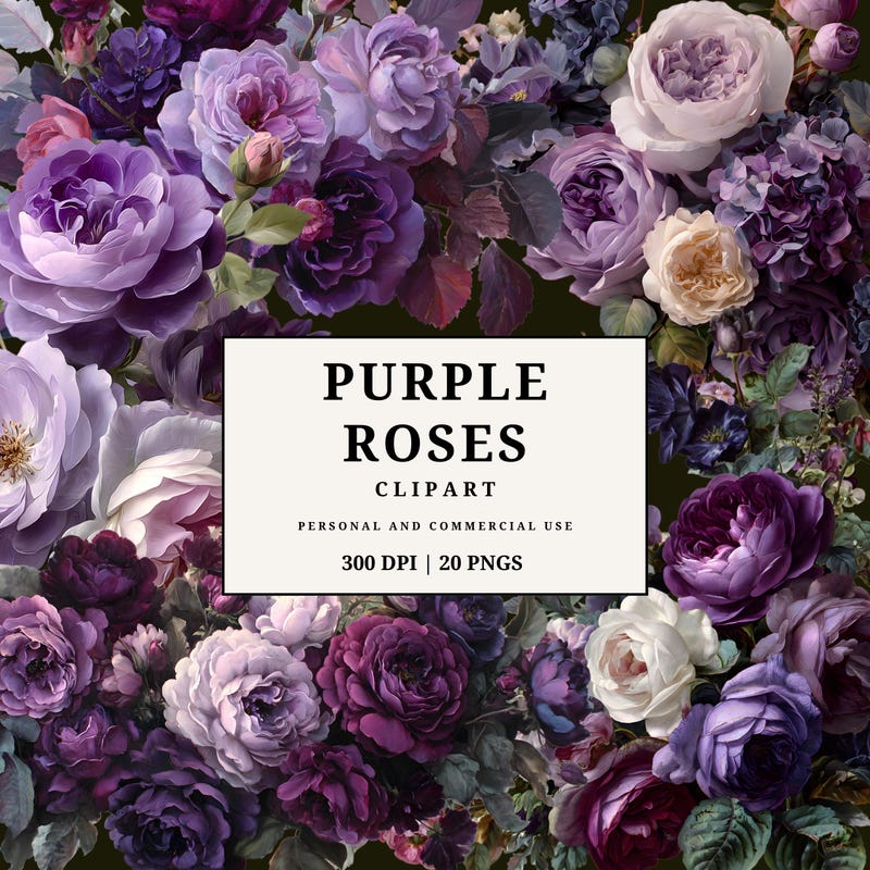 Purple Roses Clipart - Etsy