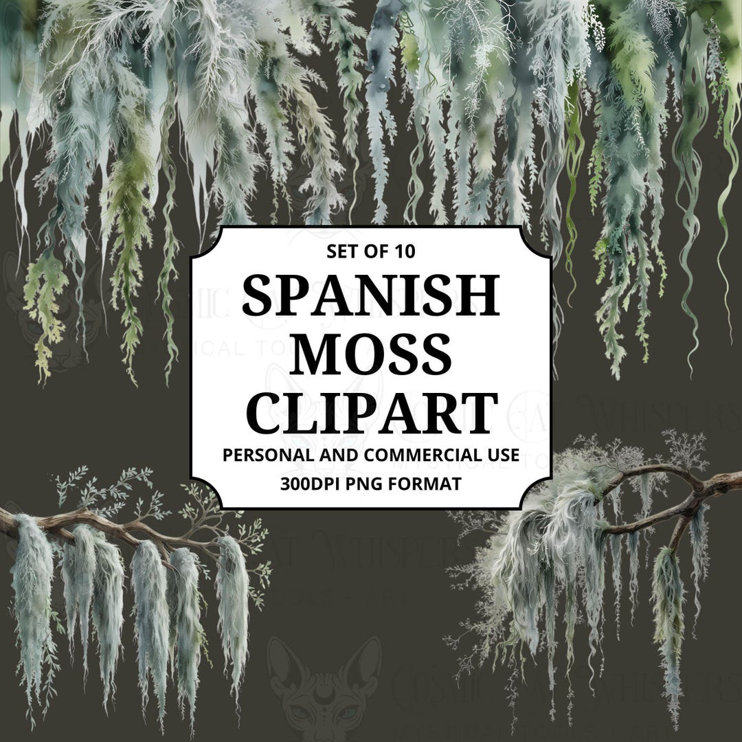 Spanish Moss Clipart PNG, Hanging Moss Tree Branches, Southern Nature ...