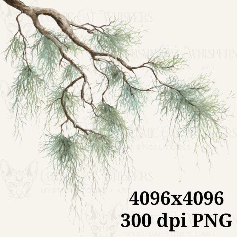 Spanish Moss Clipart PNG | Watercolor Tree Branch Moss Illustration ...
