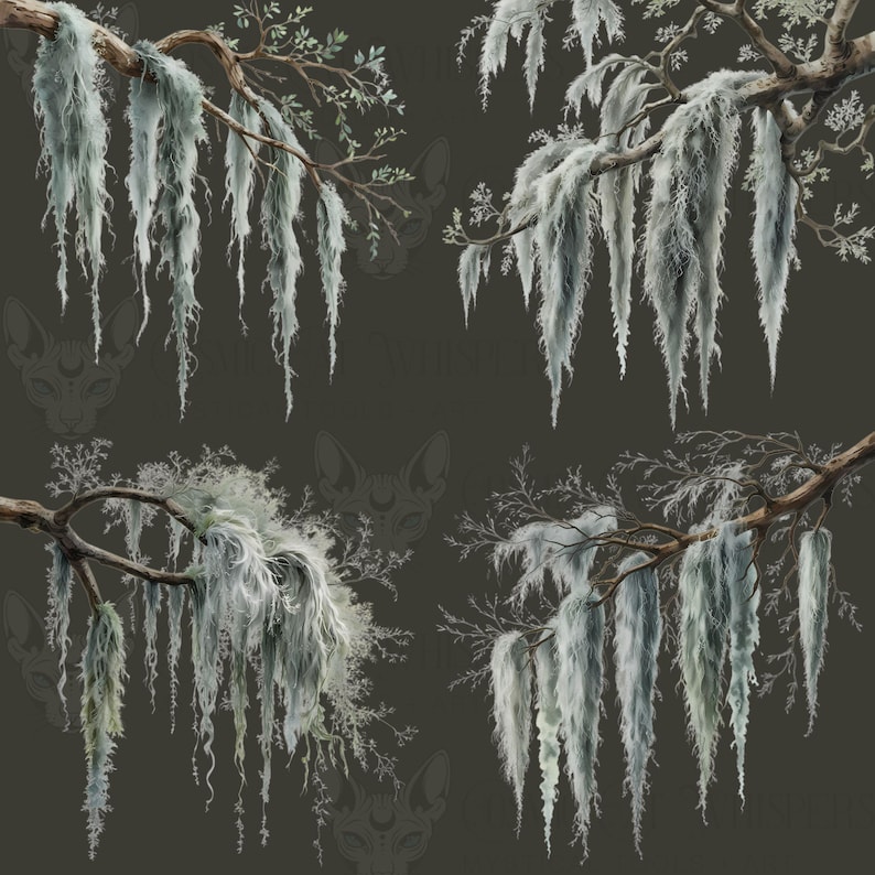 Spanish Moss Clipart PNG, Hanging Moss Tree Branches, Southern Nature ...