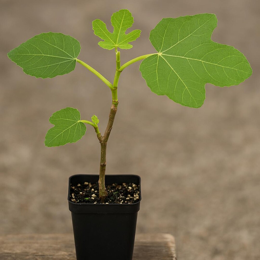 Magnolia Fig - Ficus Carica - Live Plant - 3-4" Pot - Indoor/outdoor ...