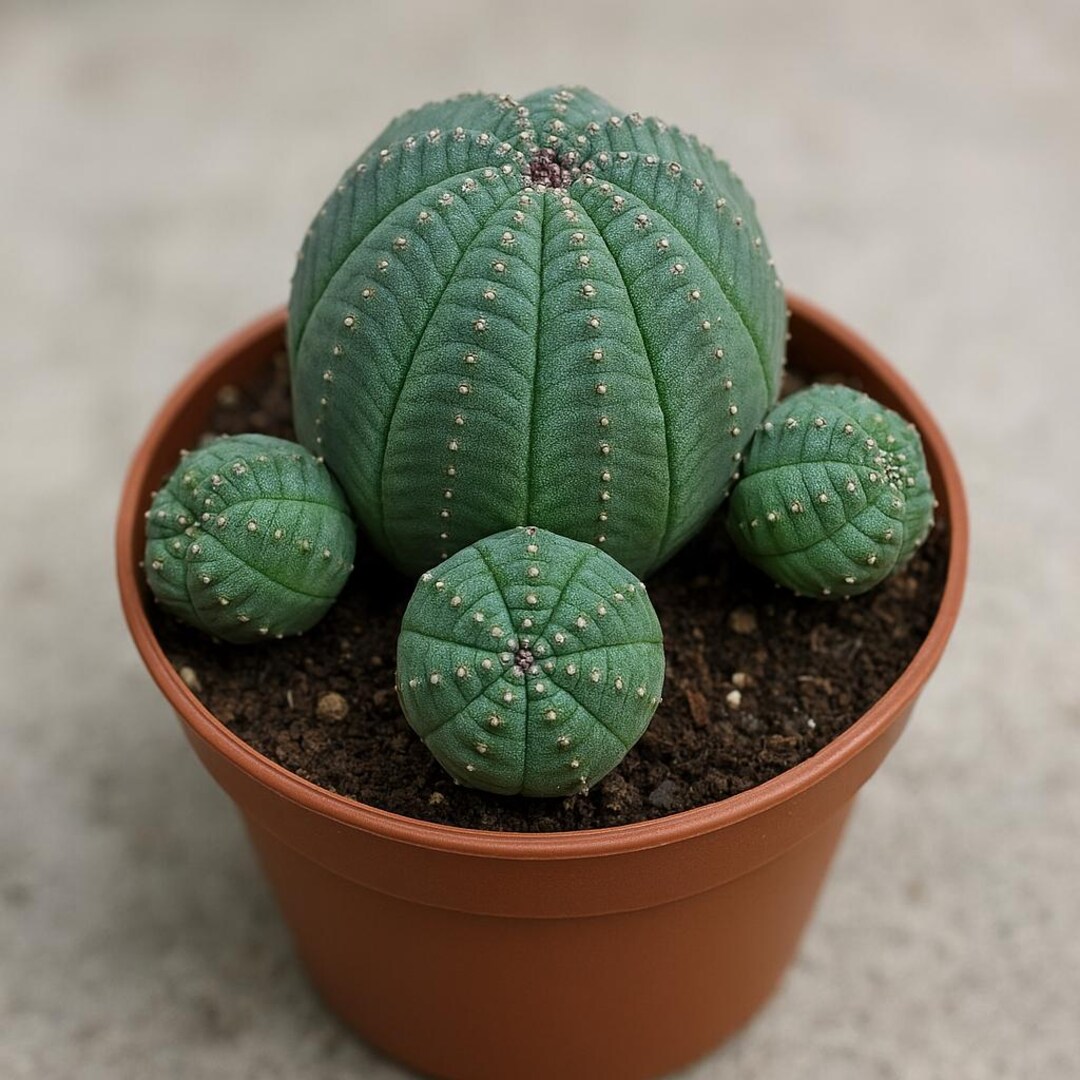 Euphorbia Obesa 'baseball Plant' - 3.5" Starter Plant - Etsy