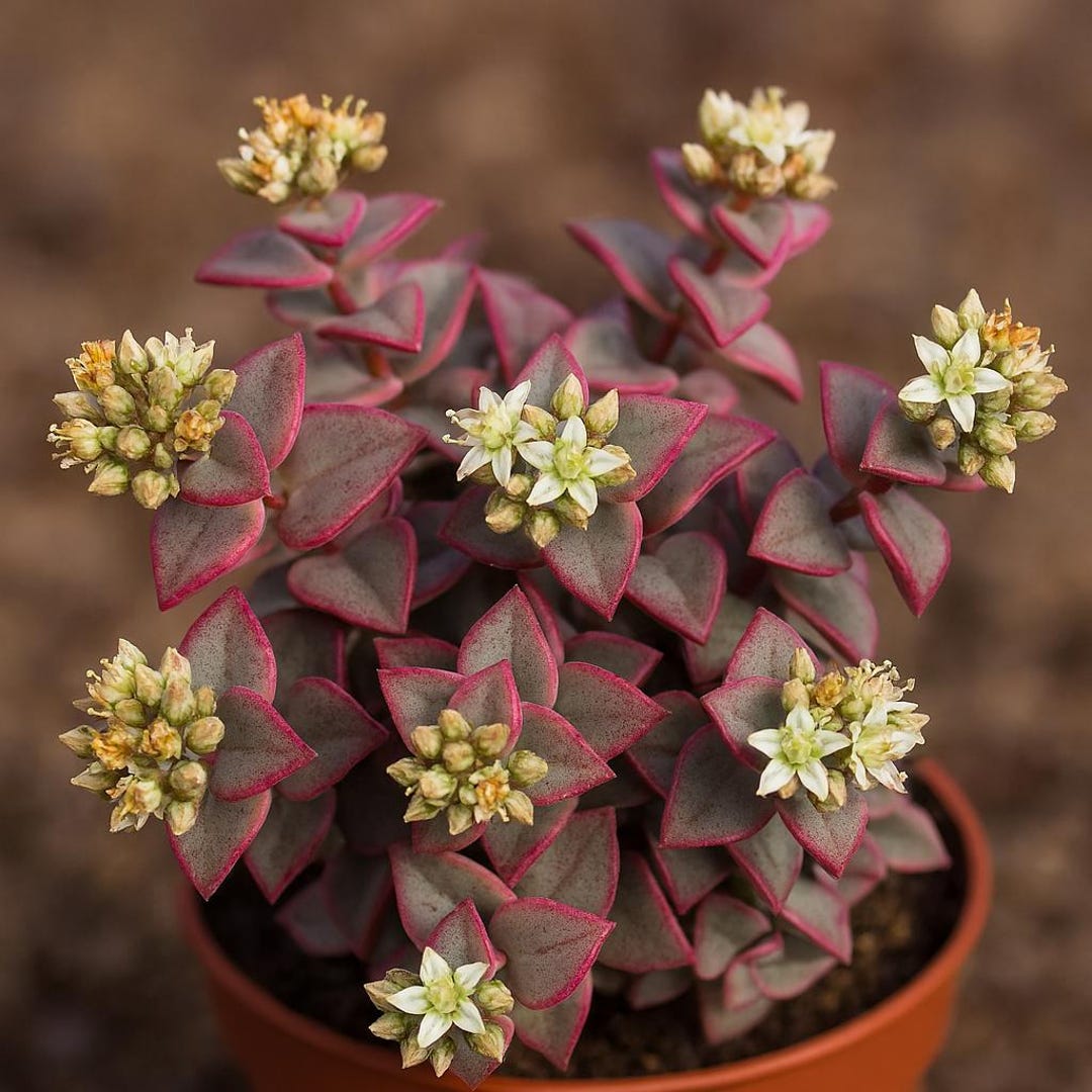 Crassula Rubra Variegata Margalis', Comes in a 3.5" Pot - 3-4" Pot ...