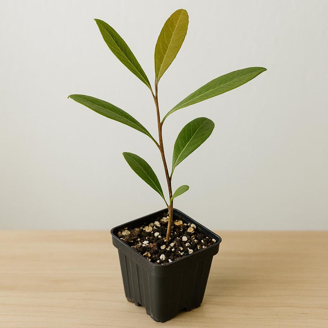 Yerba Mate - Ilex Paraguariensis - Live Plant - 3-4" Pot - Indoor ...