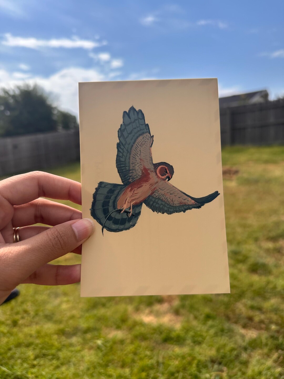 Art Print - Northern Harrier Bird Drawing, 4x6 Postcard and Nature Art ...