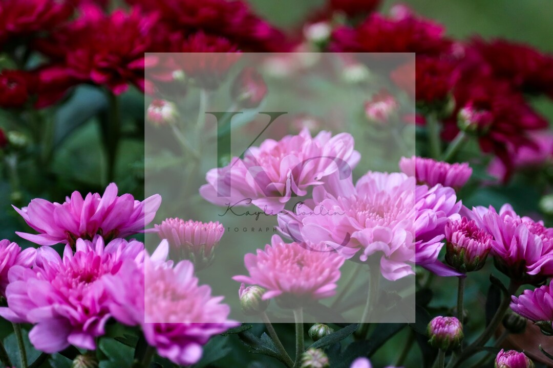 Mums (D) Photograph: One-of-a-kind Fine Art Print - Etsy