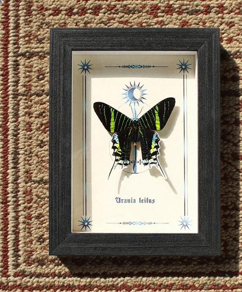 Real Framed Butterfly Specimens, Madagascan Sunset Moth Display Set ...